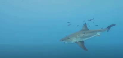 15 Fun Shark Movies For Kids & Families To Watch