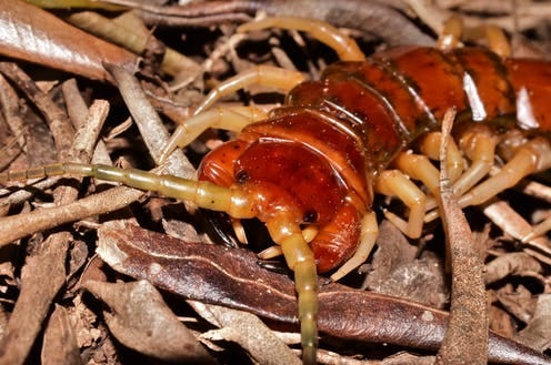 Giant bird-eating centipedes: video shows how they do it
