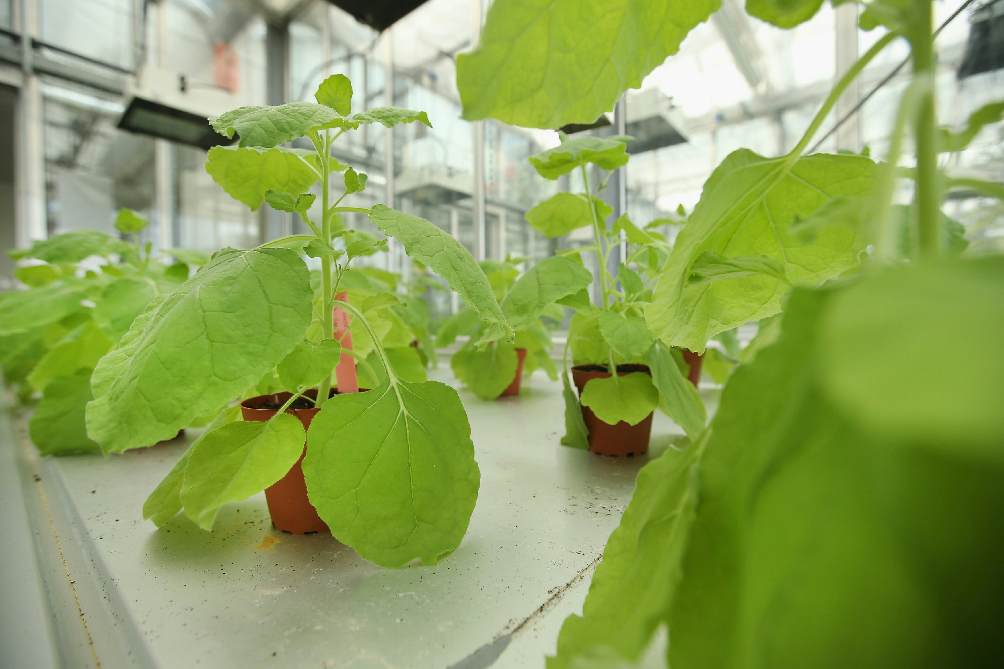 Why scientists say we should grow future vaccines in plants