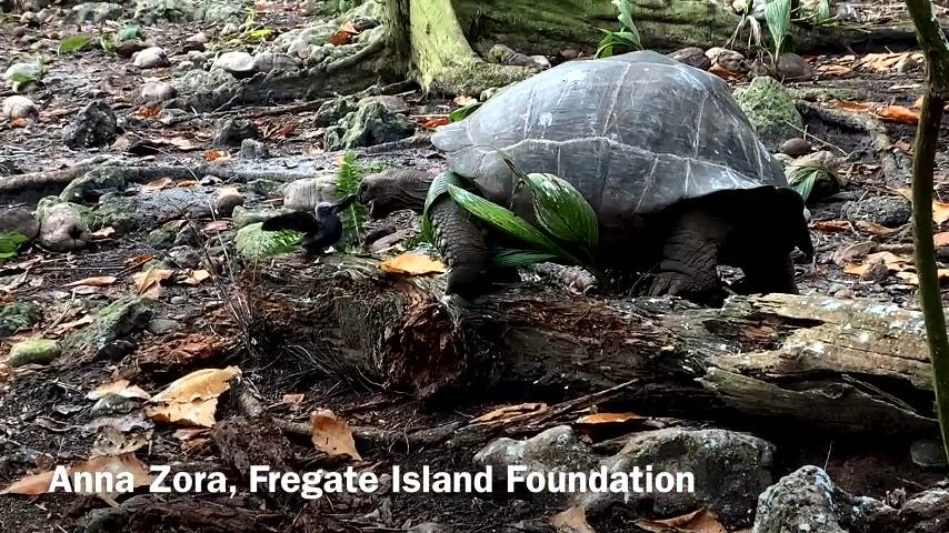Watch: New video reveals “horrifying and amazing” tortoise behavior