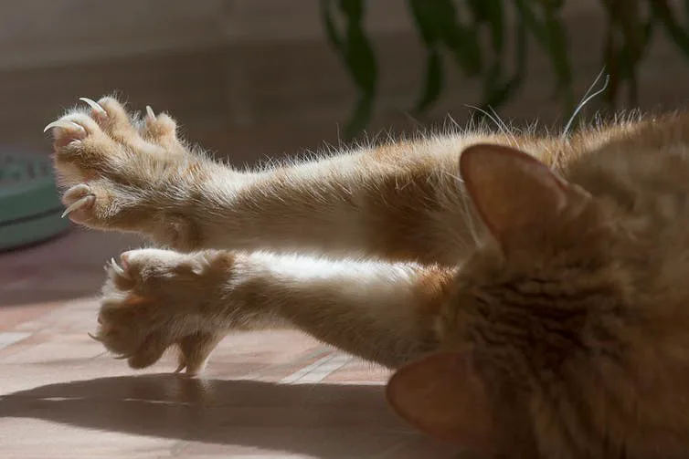 Why does my cat knead with its paws? A vet explains