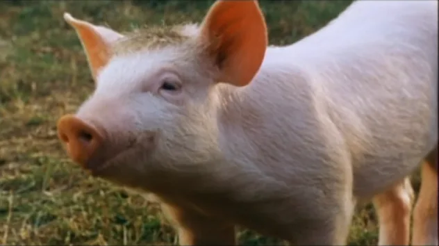 Best Farm Movies For Kids