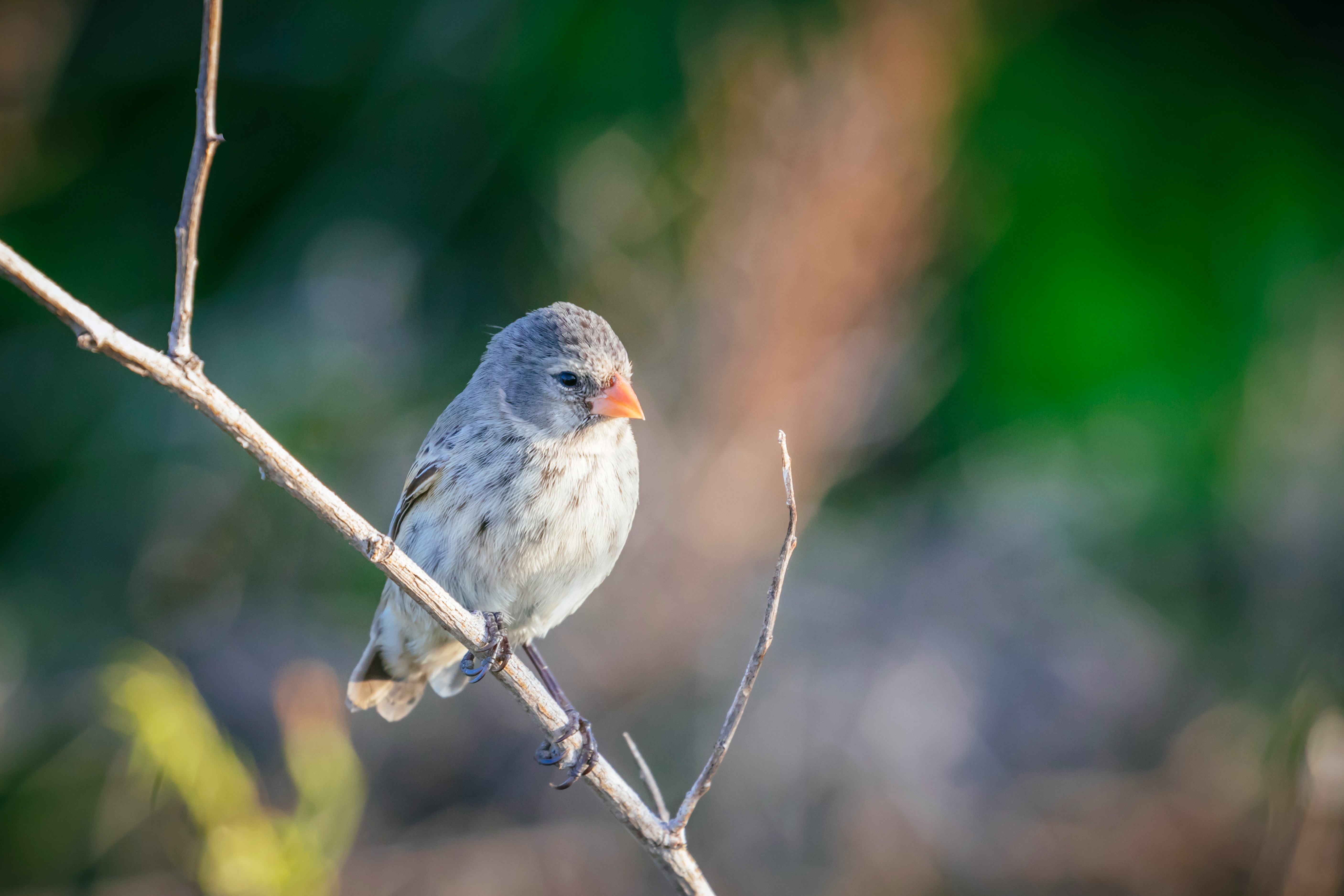 4 ways the climate crisis is causing animals to ‘shapeshift’