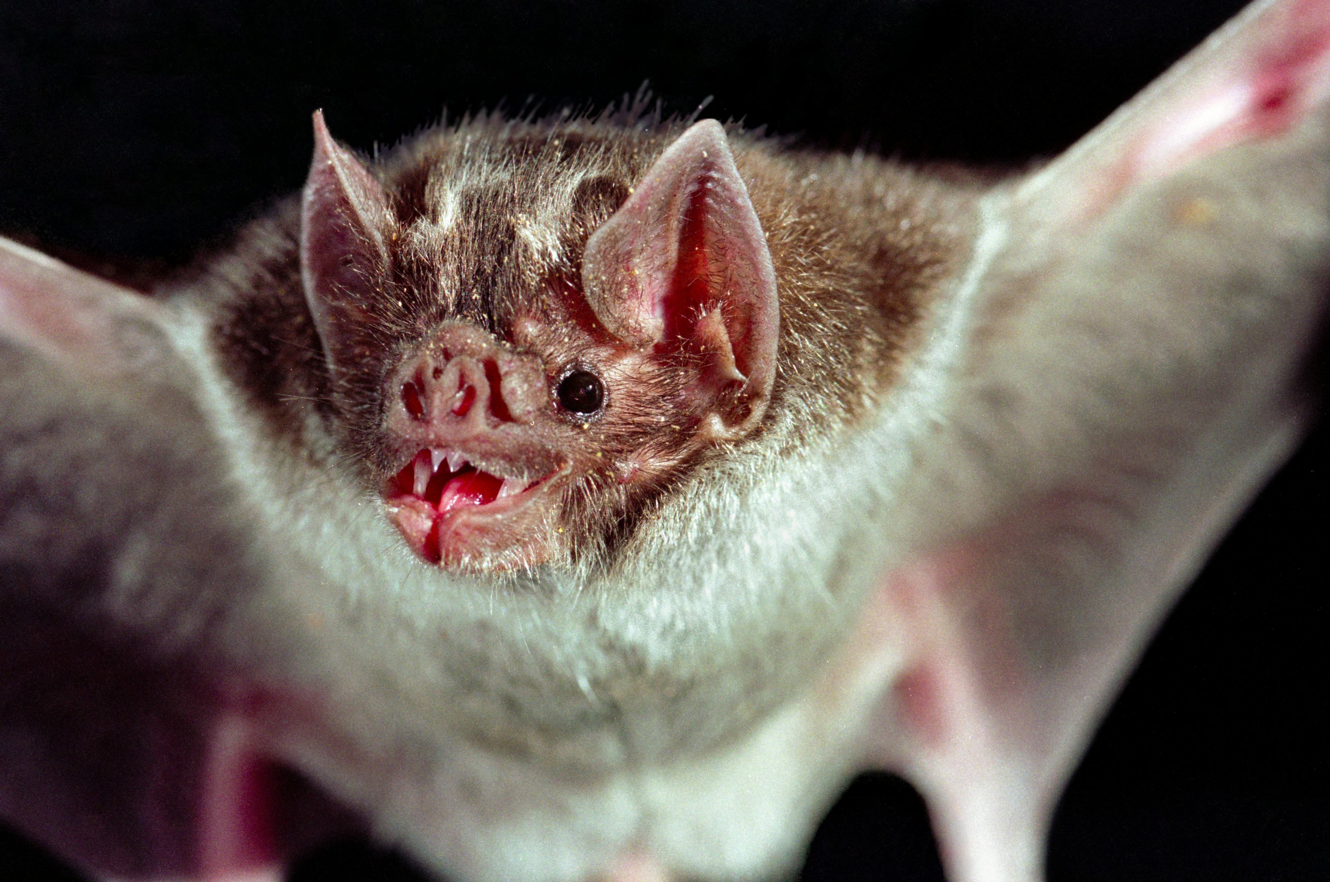 Bloodsucking bats have one thing in common with humans, study reveals