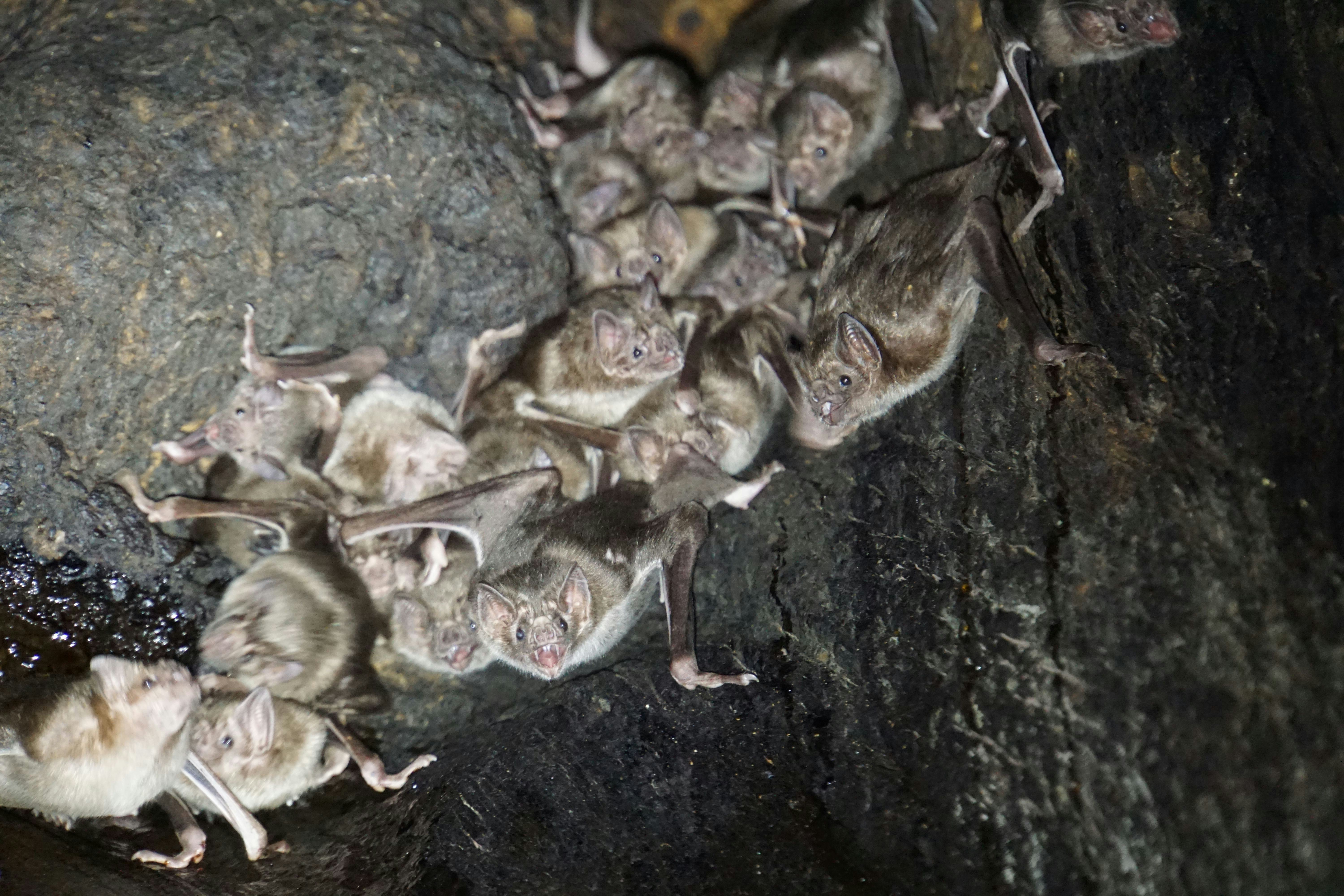 Bloodsucking bats have one thing in common with humans, study reveals
