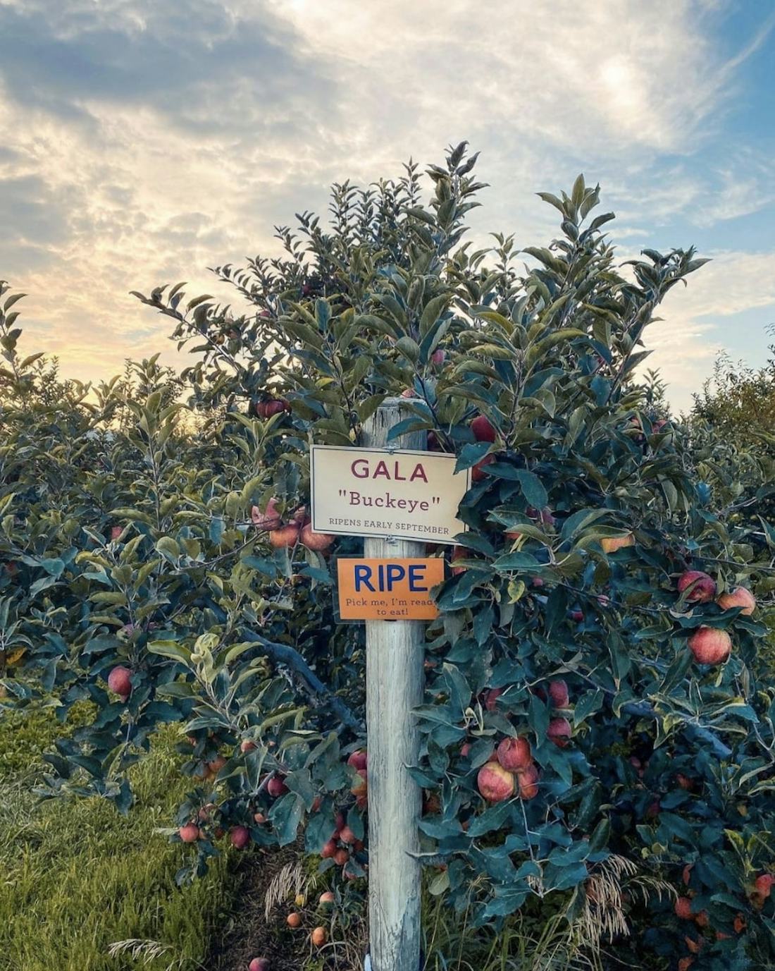 The 10 Best Apple Picking Farms In The U.S.