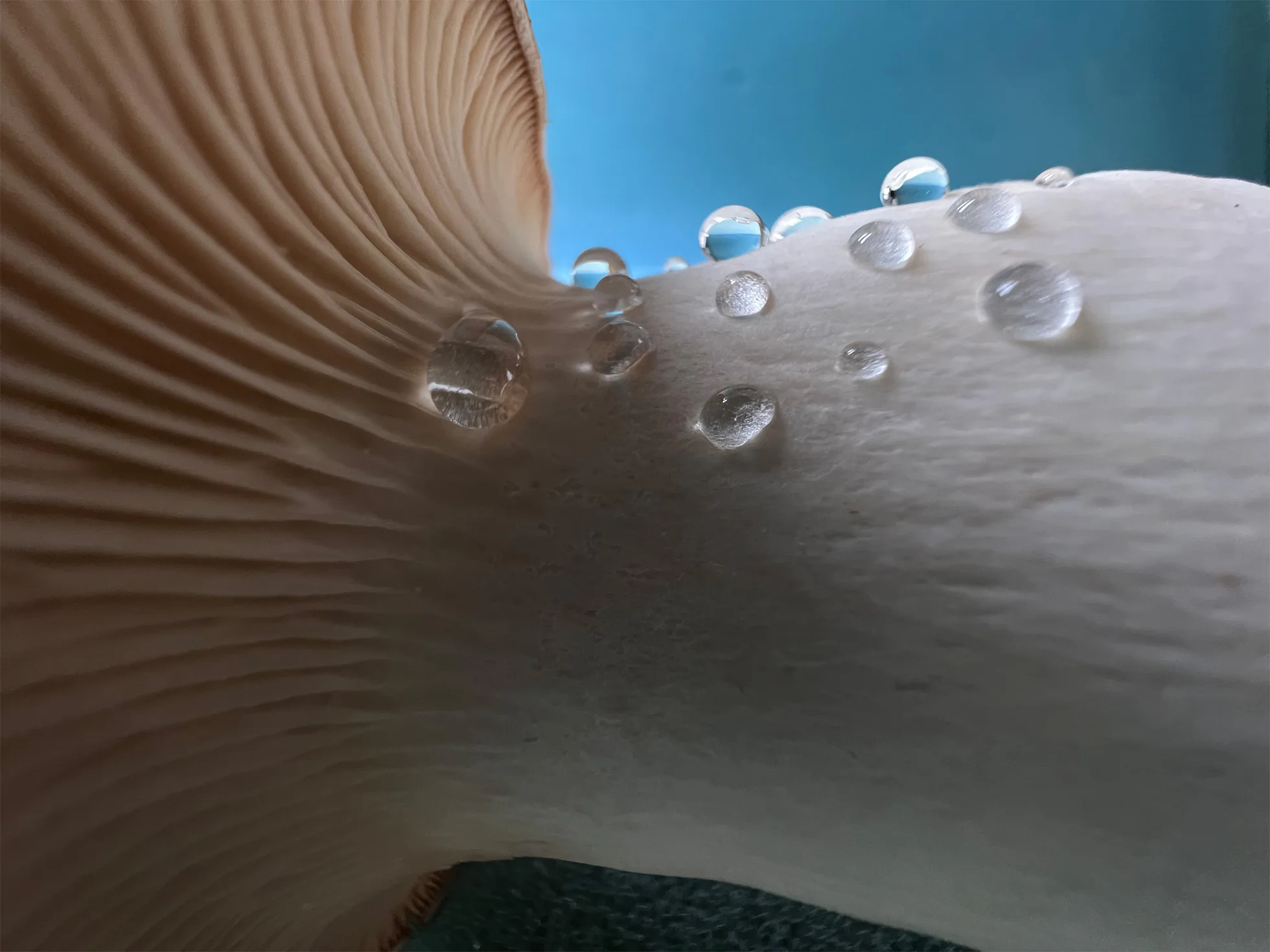 How To Use Macro Photography On iPhone 13 Pro & Pro Max For Close-Ups