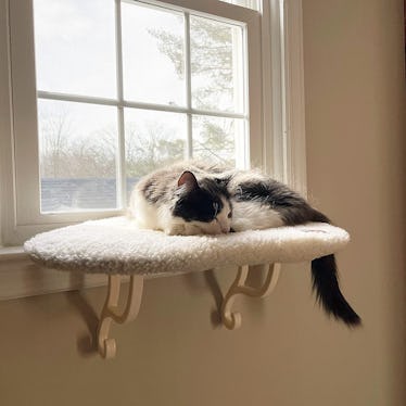 The 9 Best Cat Window Perches