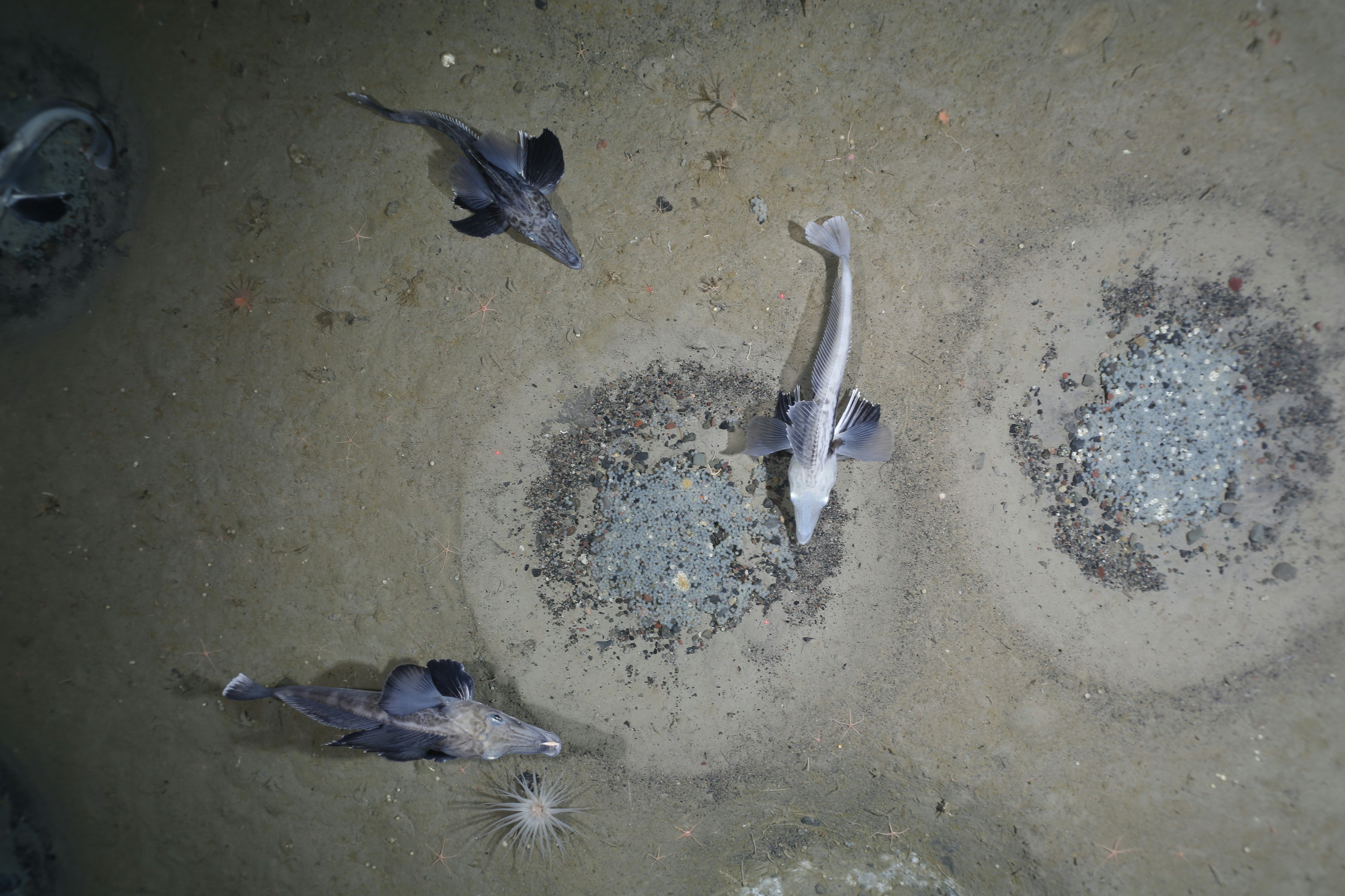 Behold! Scientists reveal fish nest network 4 times the area of Manhattan