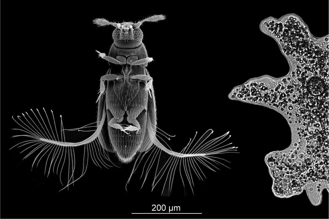 Watch: Microscopic beetle bends the rules of flight