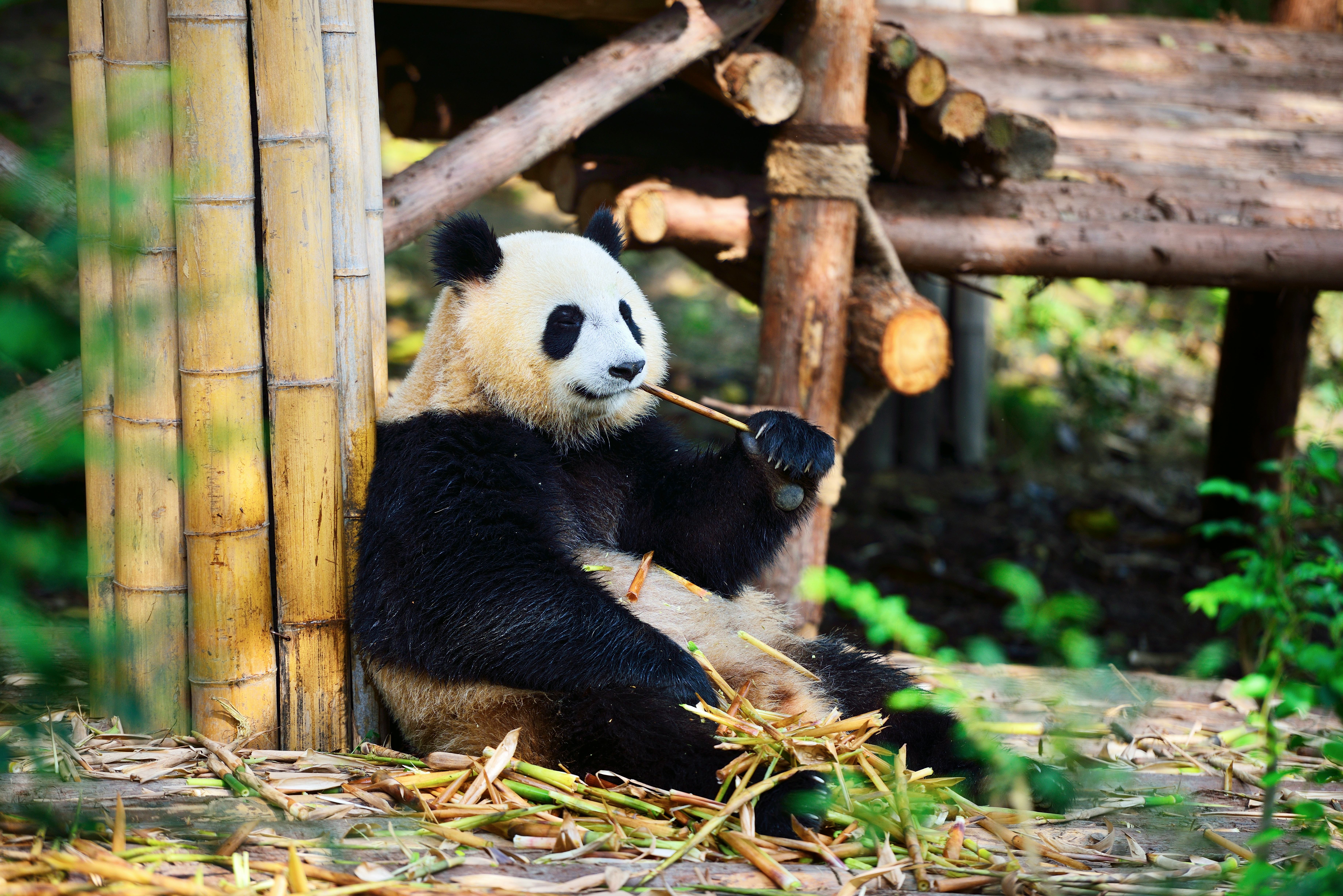 Gut study reveals why pandas get huge despite their terrible diet