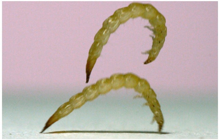 Watch: Here’s how spring-loaded beetle larvae launch themselves into ...