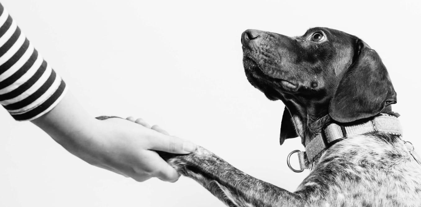 Can dogs understand humans? Inside the complex cognition of canines
