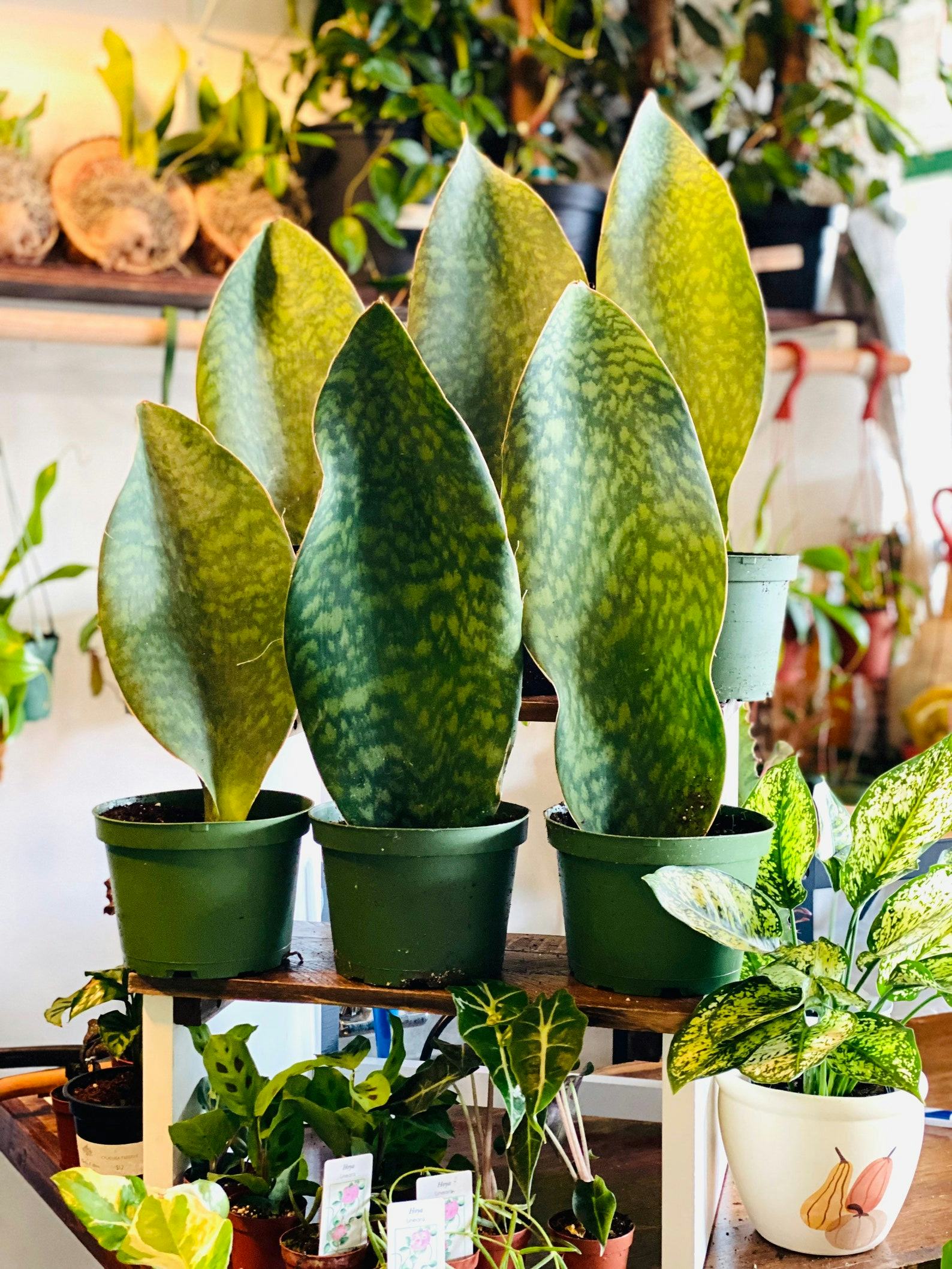 How To Use Plants As Art In Your Home, According To Experts