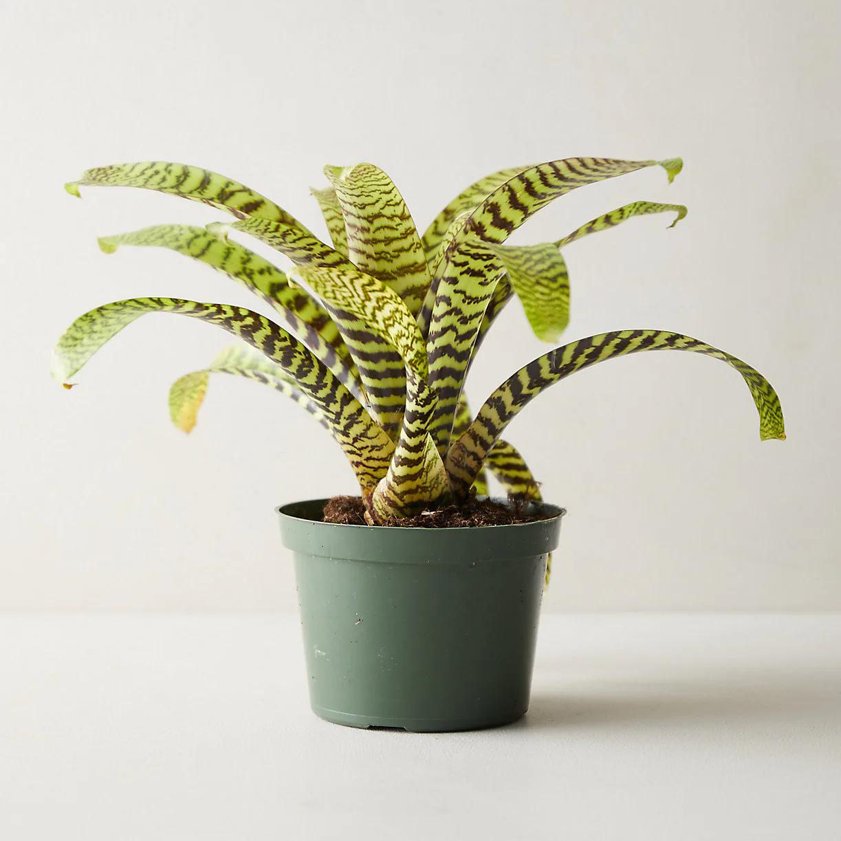 How To Use Plants As Art In Your Home, According To Experts