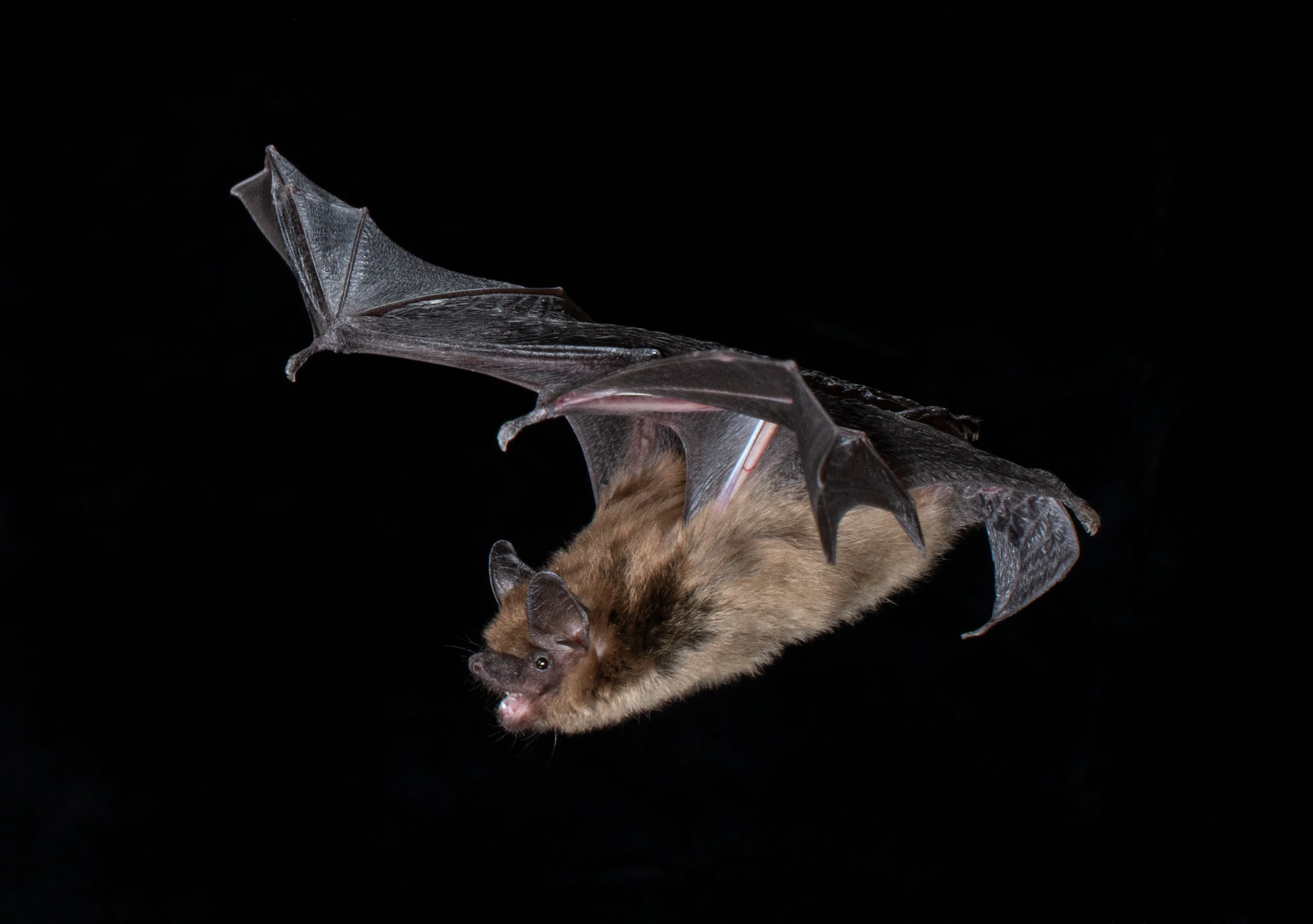 Look: Scientists discover bizarre anatomy behind bats' genius hunting ...