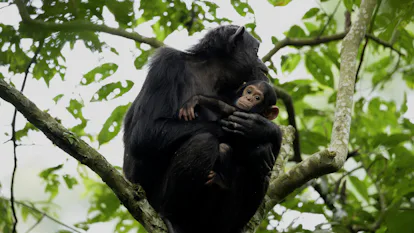 28 Best Animal Shows For Kids To Stream Right Now