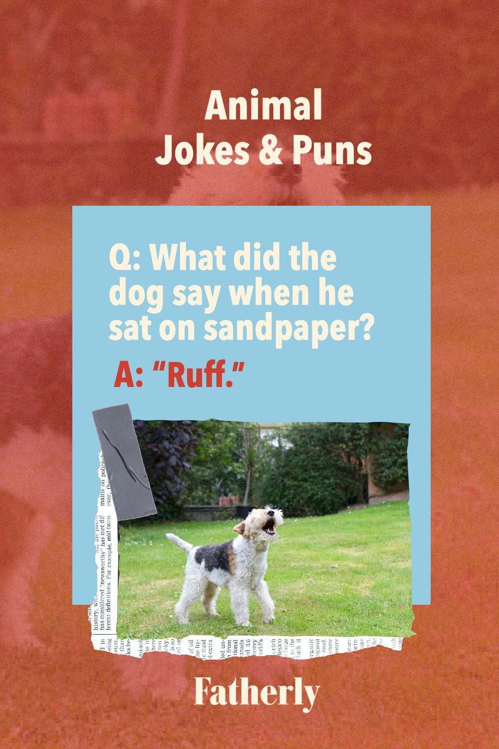 75+ Wild and Woolly Animal Jokes and Puns for Kids and Adults — Fatherly