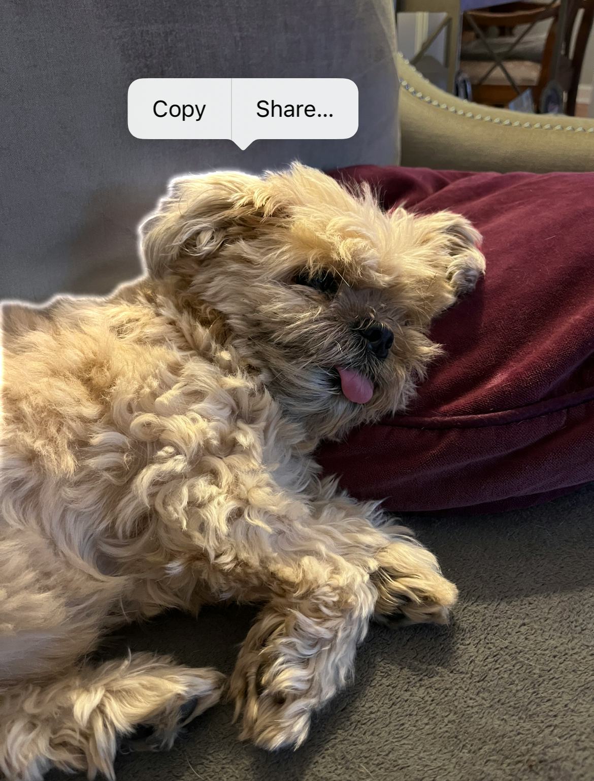 How To Make Spirit Halloween Memes To Join The Funny Trend