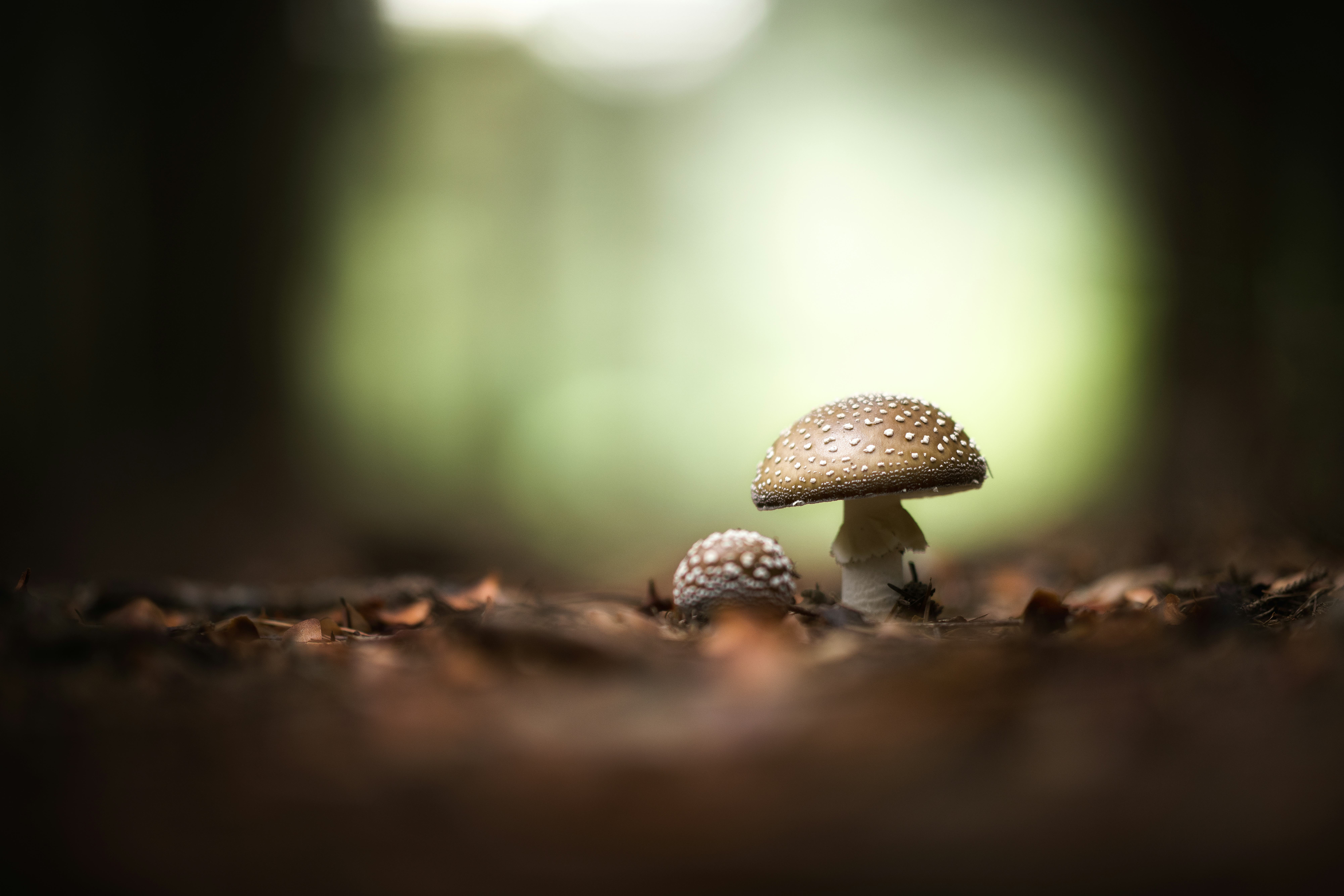 Earth's microbiome could be the key to saving our planet