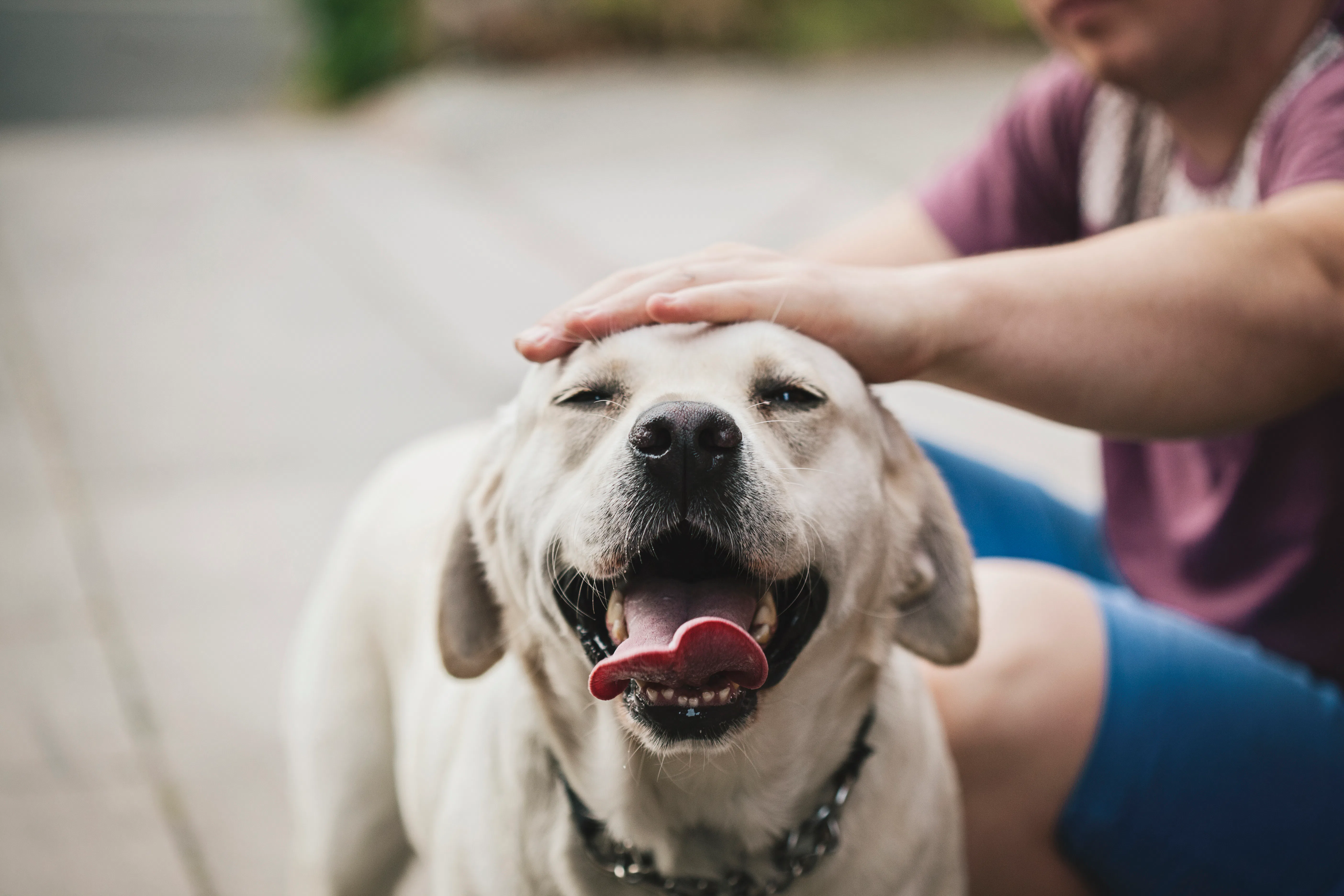 Petting a dog has a curiously therapeutic effect on the brain, study finds