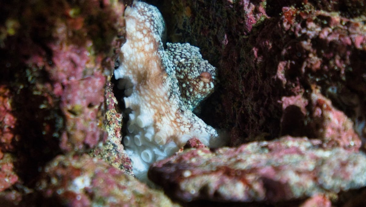 Look! Citizen science expedition follows the path of Darwin’s HMS Beagle