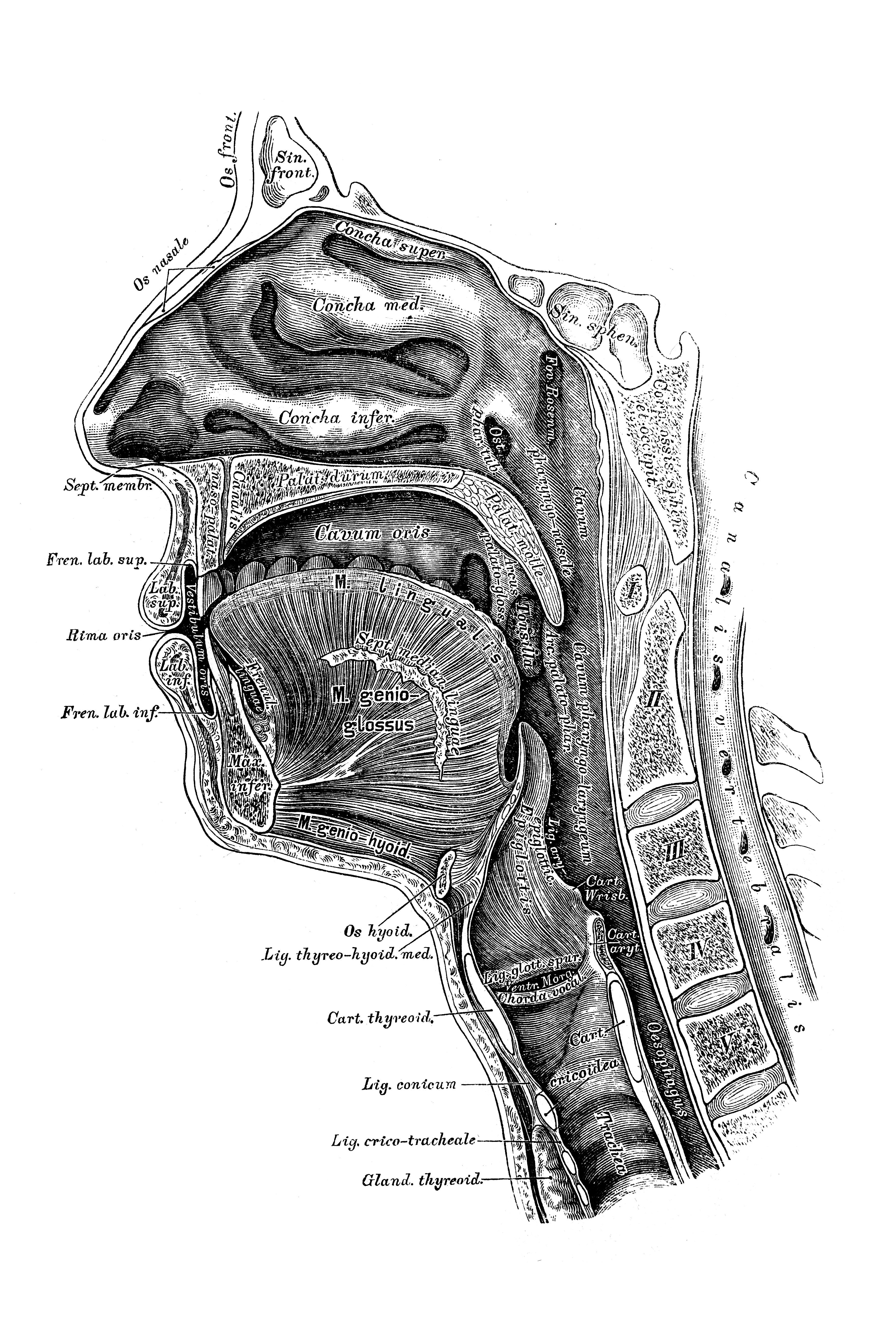 Your nose has a microbiome — does it hold the key to ridding ...