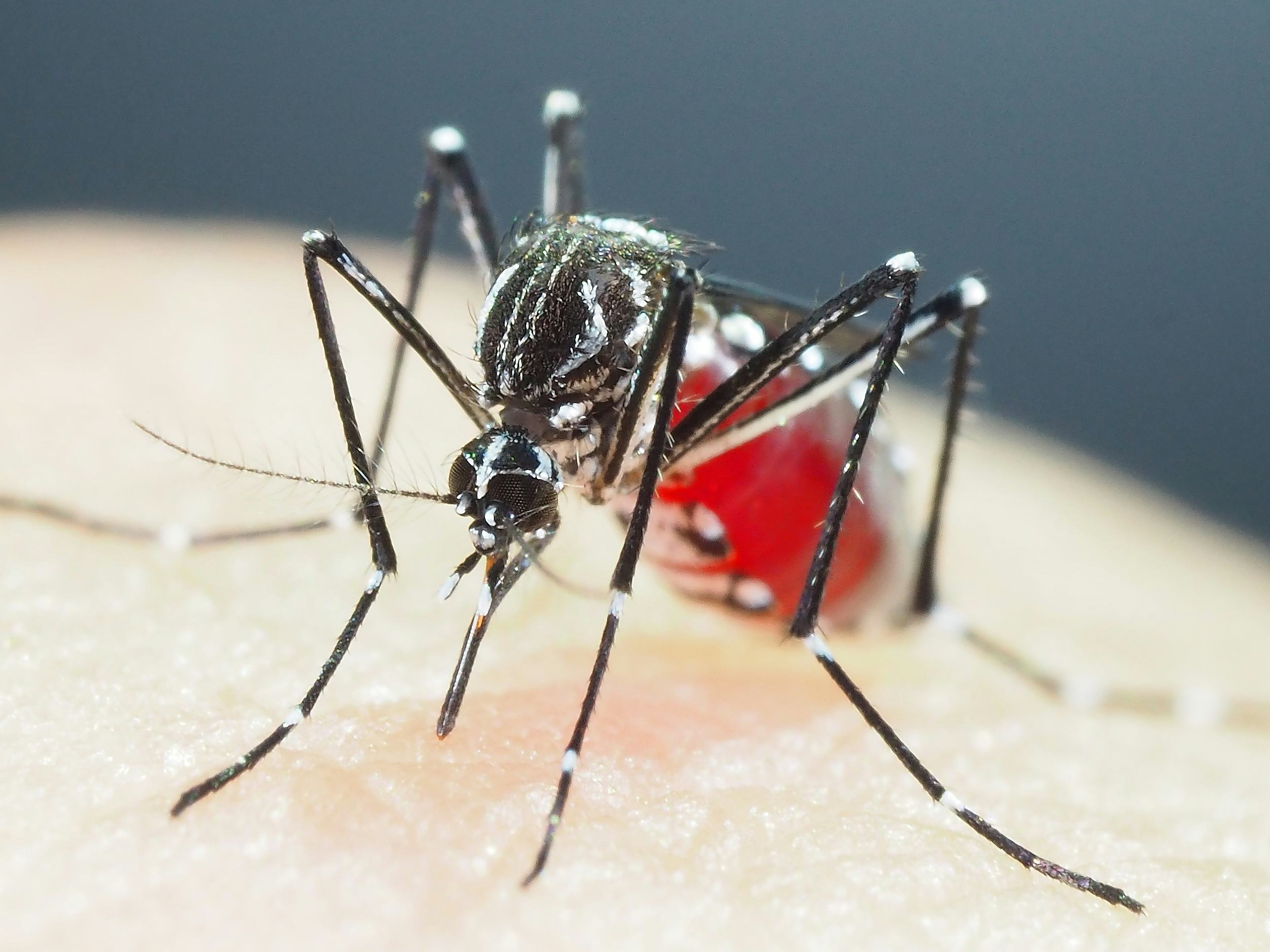 A “super-resistant” gene mutation in mosquitoes may increase the risk ...