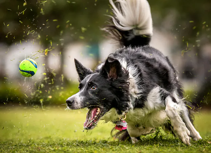 Do dogs have memories? The answer might surprise you