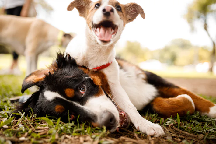 Do dogs have memories? The answer might surprise you
