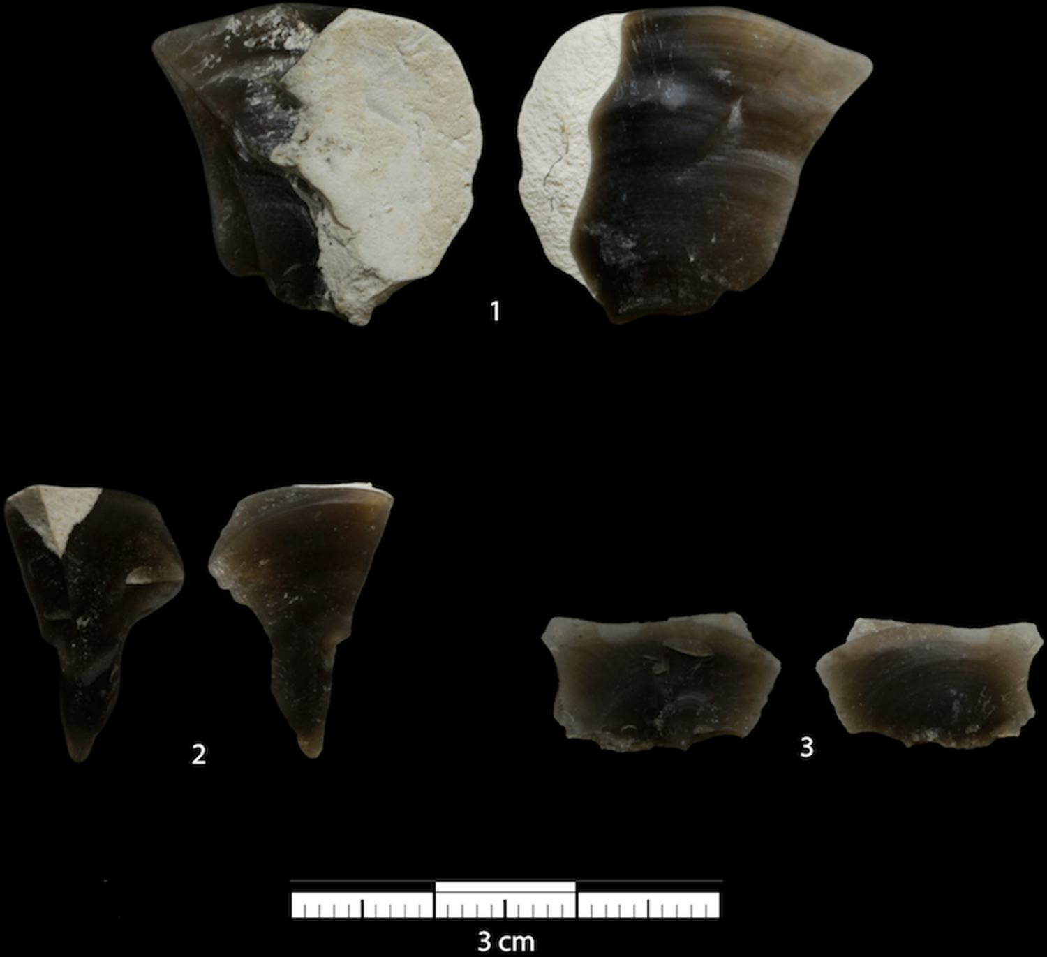 Orangutans could reveal how ancient humans made the first stone tools