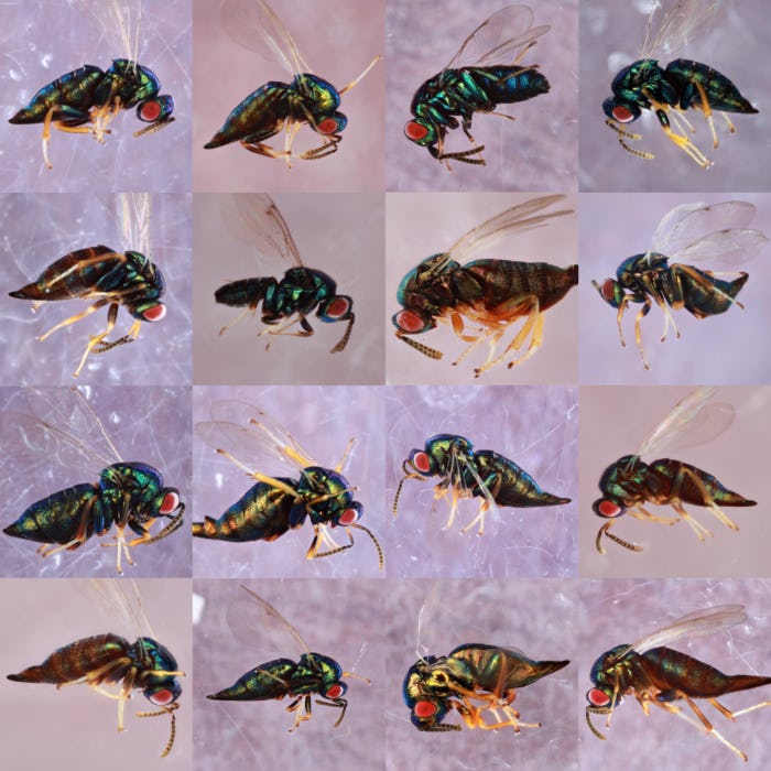 Look: This parasitic wasp is actually 16 different species