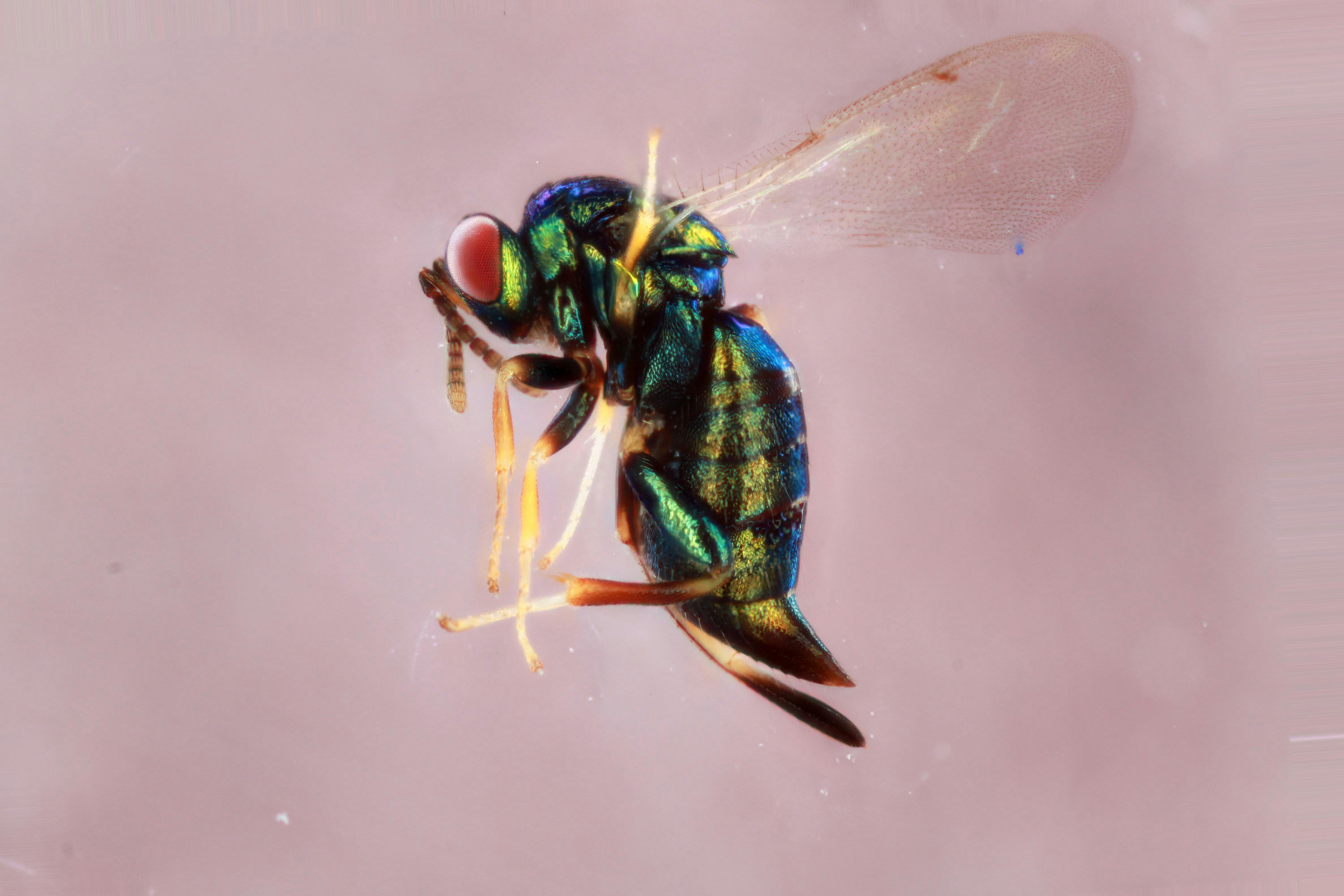 Look: This parasitic wasp is actually 16 different species