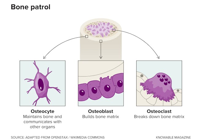 Is the skeleton an organ? New research shows its surprising role beyond ...