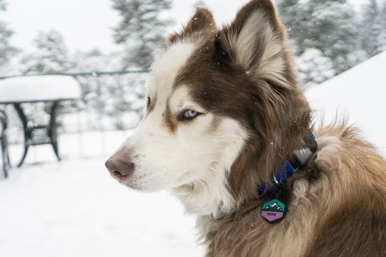 Fi Smart Dog Collar review: Does your dog really need a Wi-Fi-connected ...