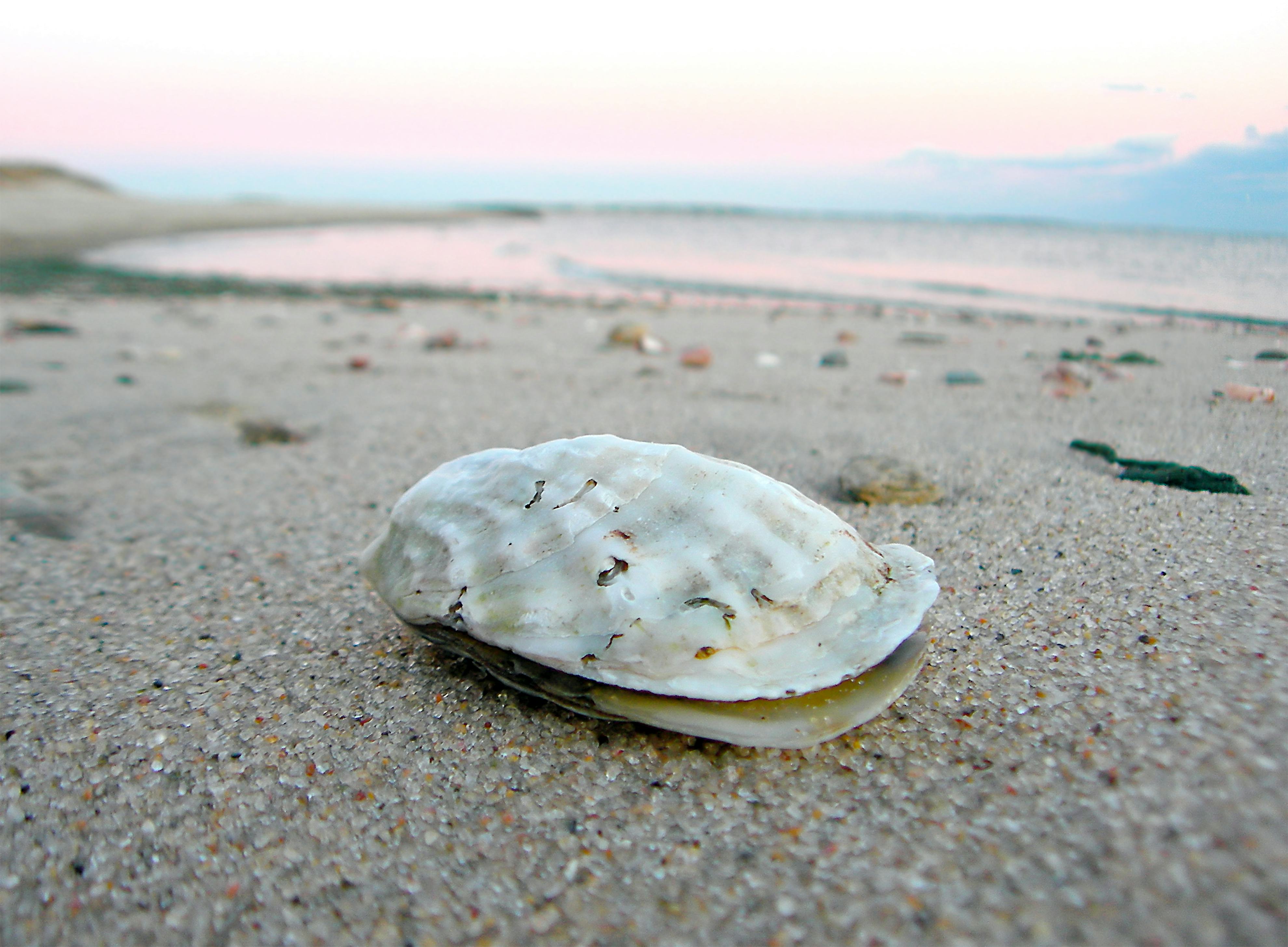 4000-year-old oyster shells reveal how climate change transformed ...