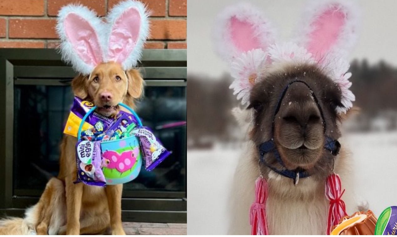 Cadbury 2022 Bunny Tryouts Pet Finalists Are Here, & You Can Vote For ...