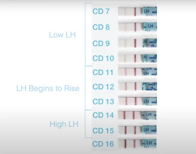 26 Ovulation Test Photos To Help You Read Your Own Results 26 Ovulation Test Photos To Help You Read Your Own Results