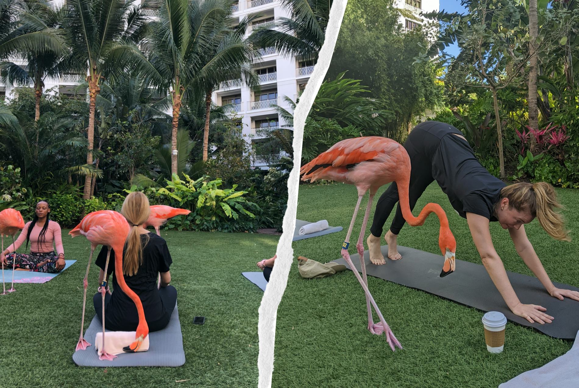 I Tried "Flamingo Yoga" In The Bahamas