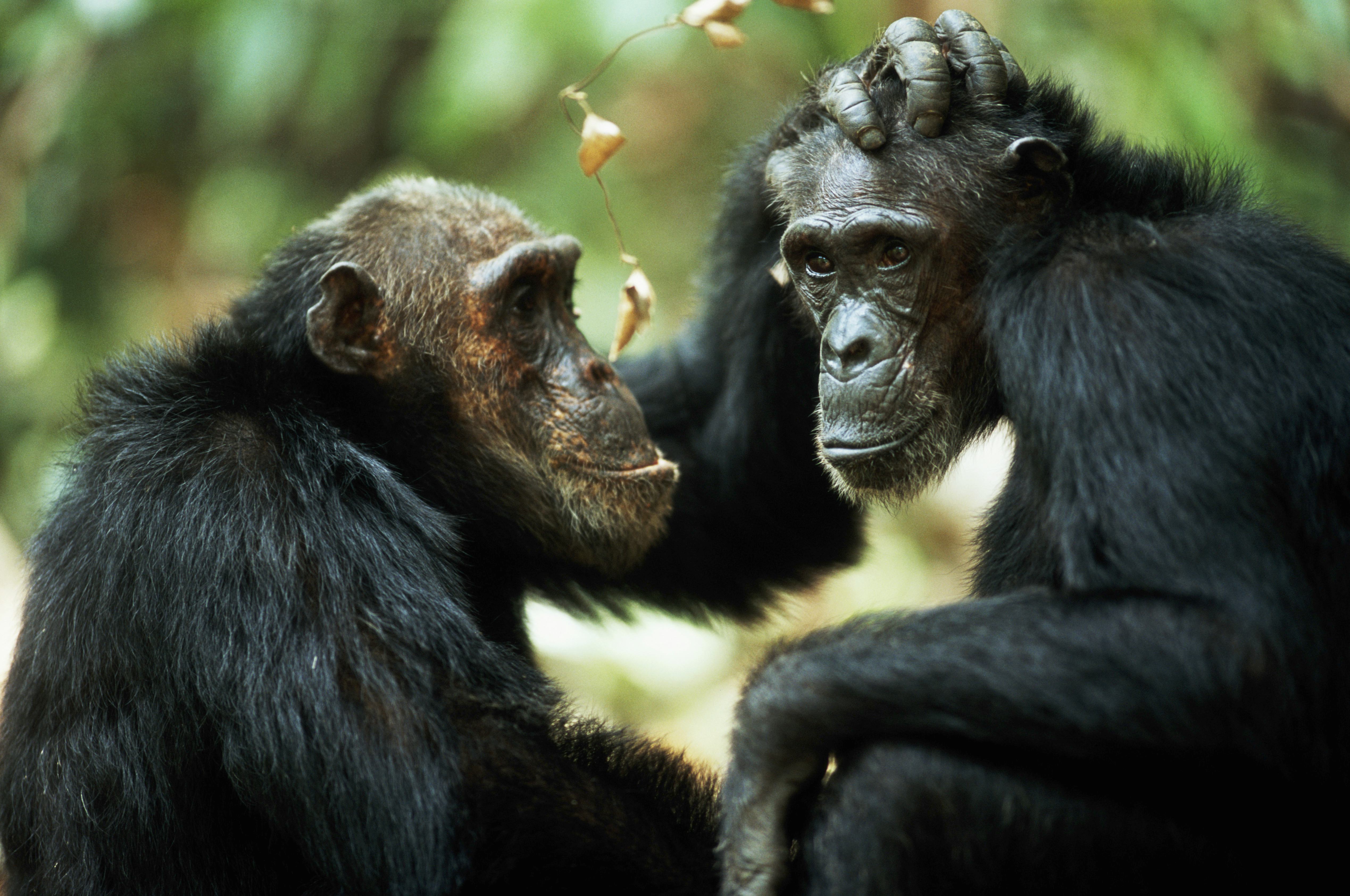 Can animals show empathy? A biologist dives into cooperation in the ...