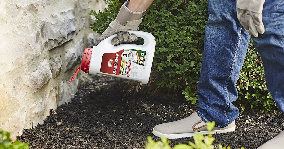The 8 Best Ant Killers For Lawns