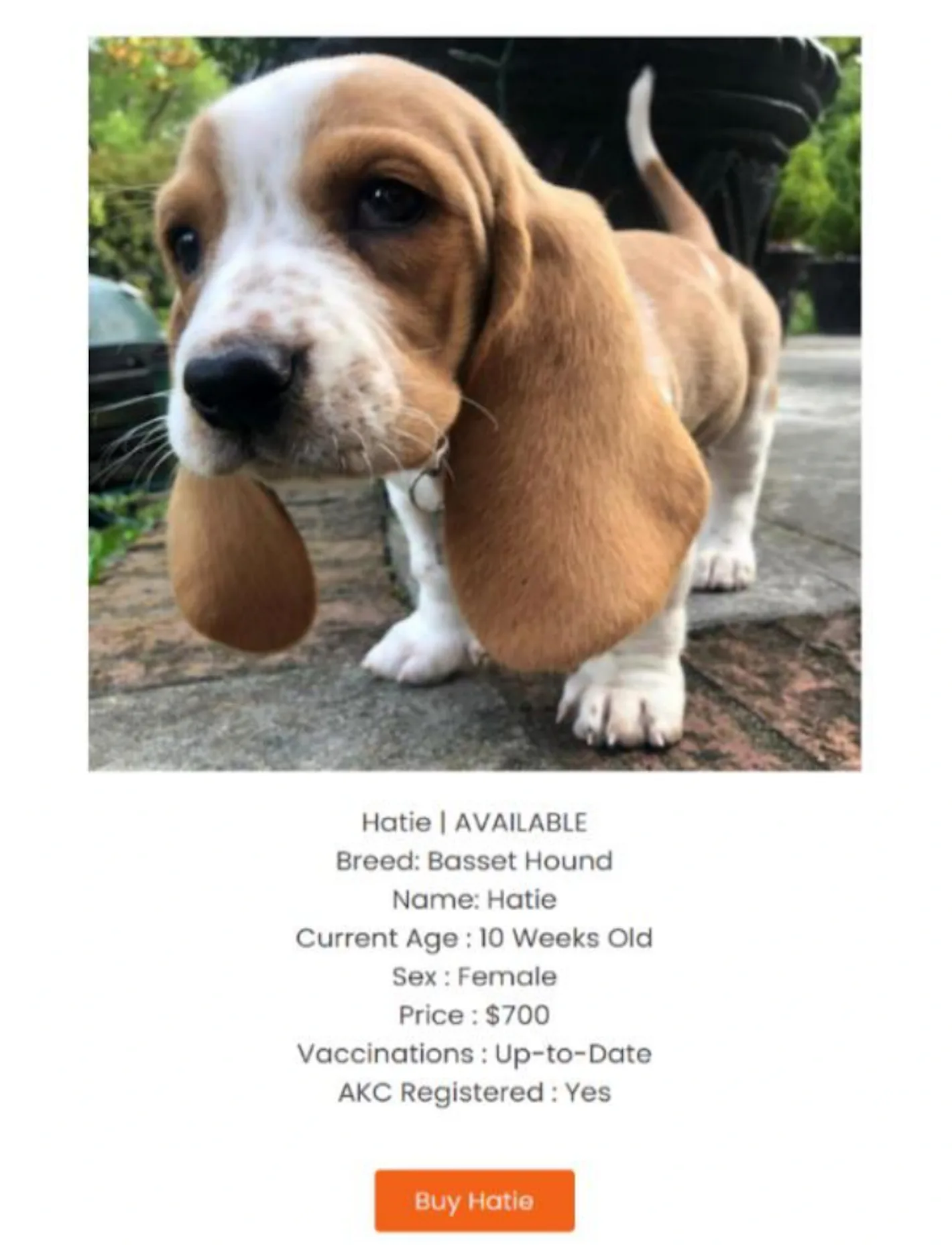 Google sues alleged puppy scammer for selling fake dogs