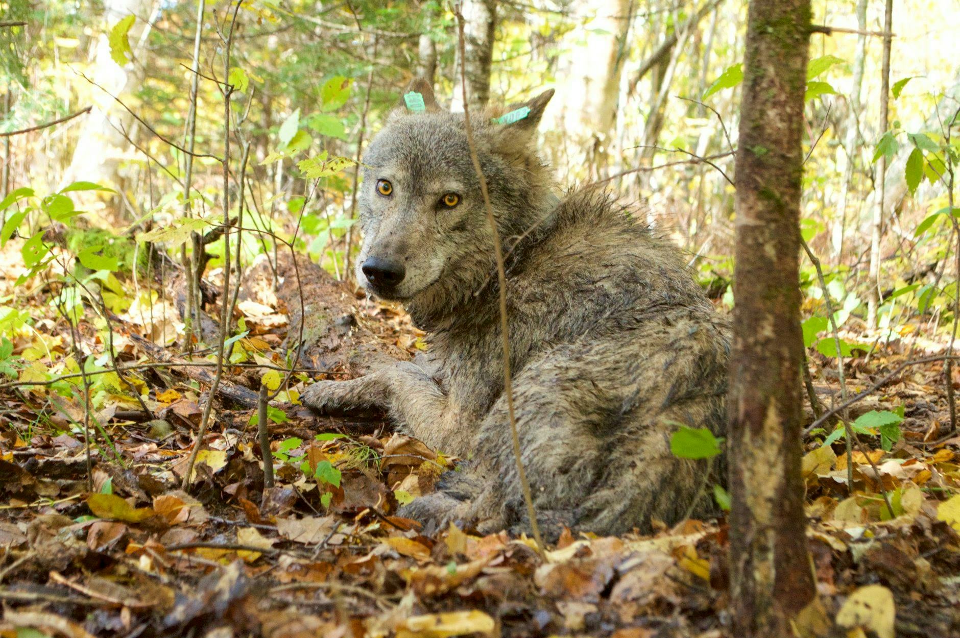Watch: Rare footage captures a day in the life of a wild wolf