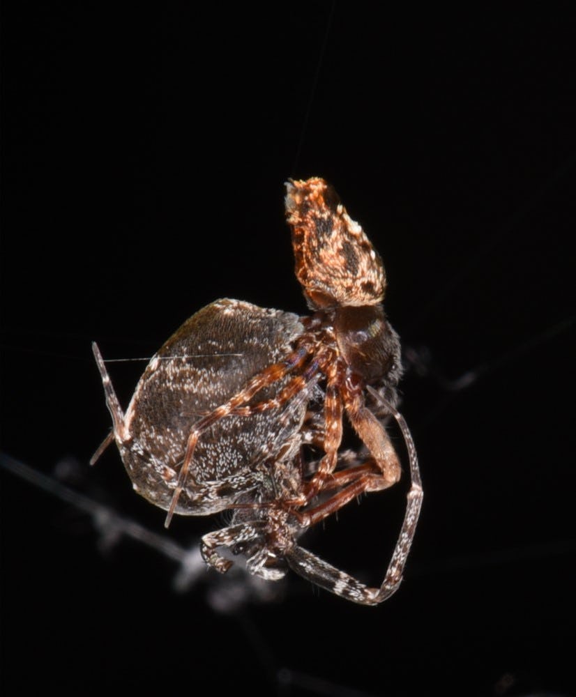 Wild video reveals male spiders launch into the air to avoid being ...