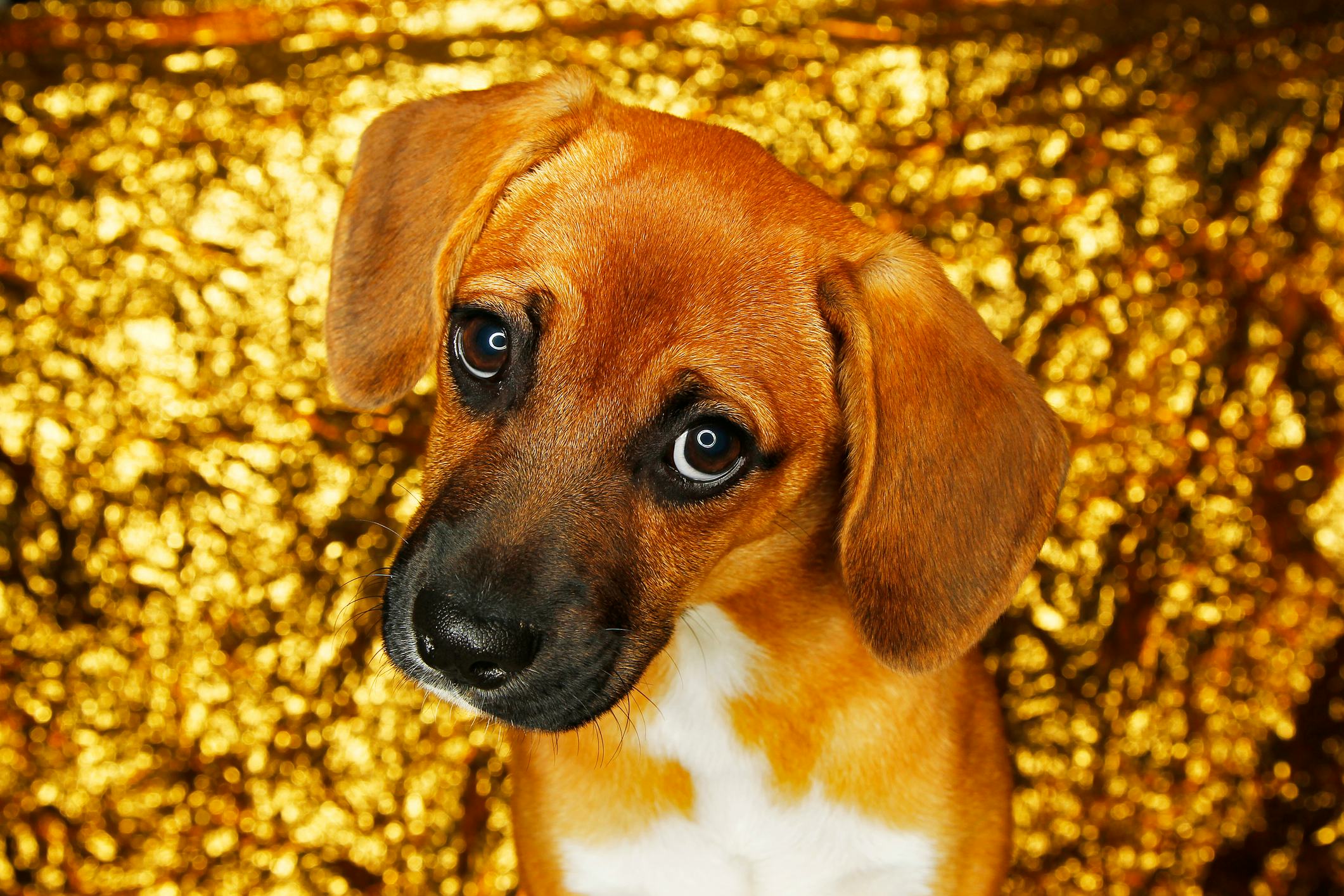 The surprising evolutionary history behind dogs making “puppy eyes”