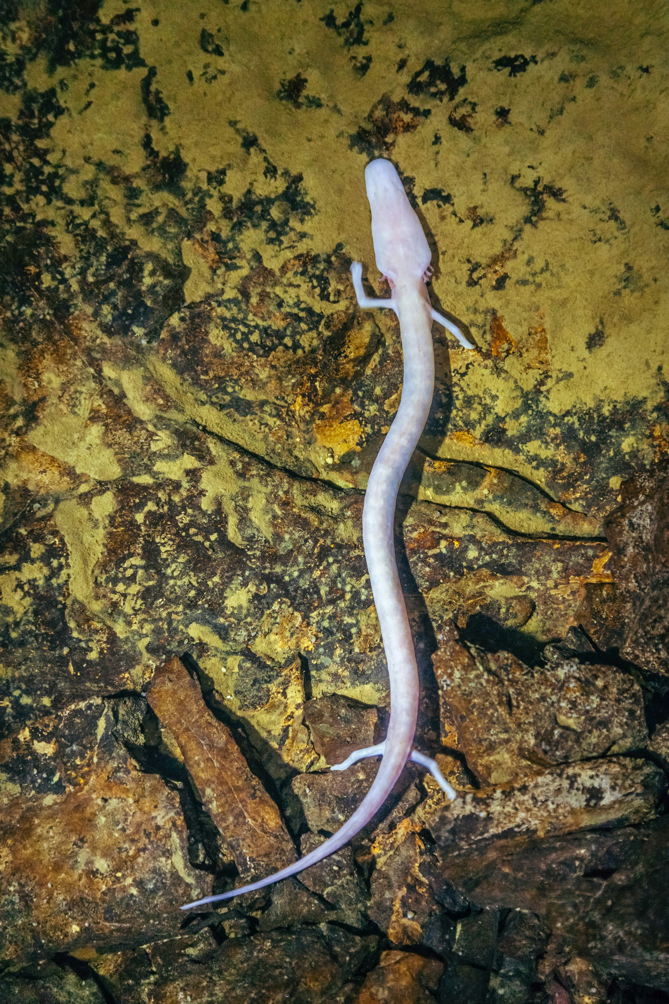 Look: 3D scans reveal how cave-dwelling “baby dragons” hunt in the dark