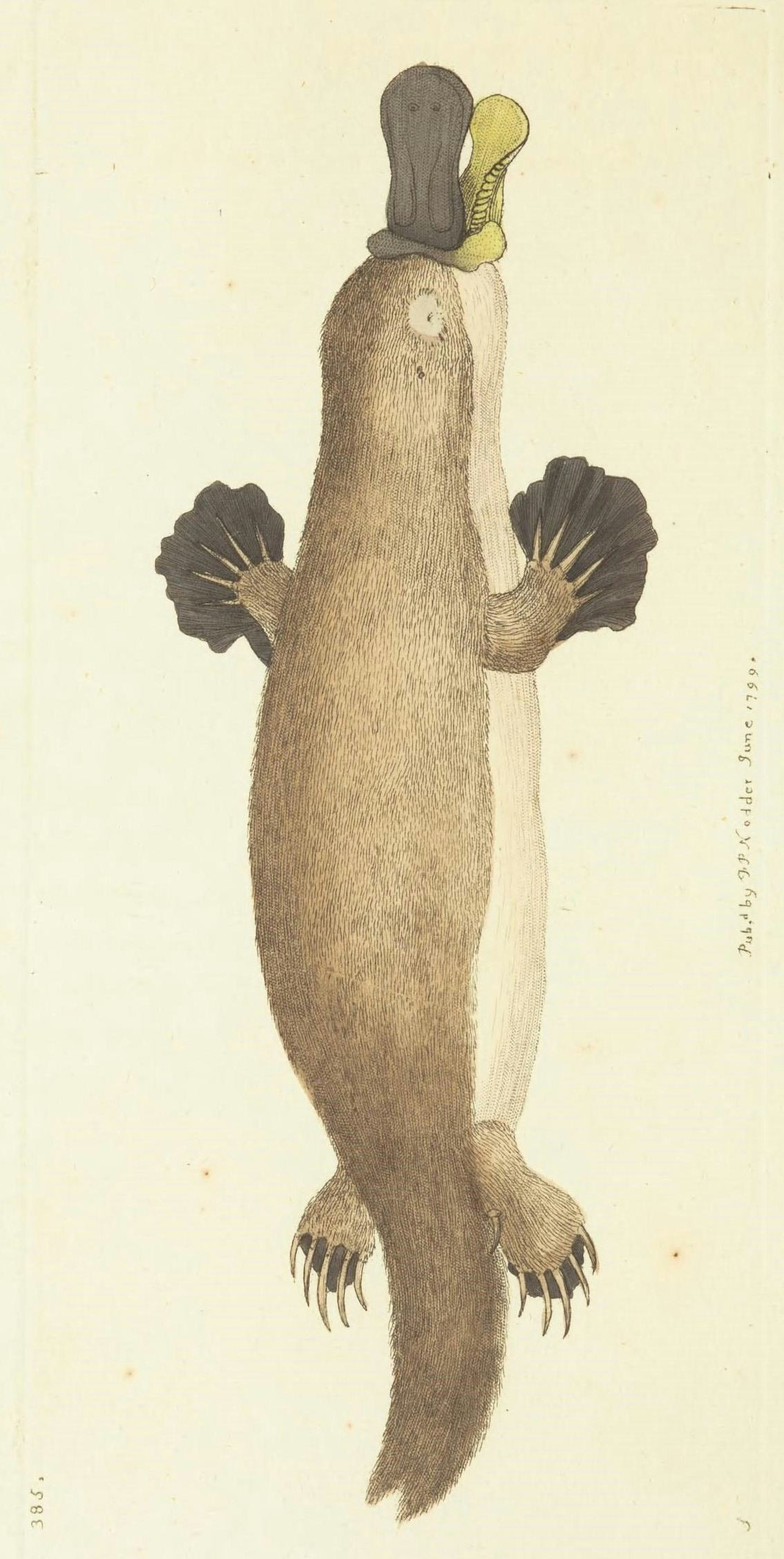 Look: Missing 19th century platypus and echidna specimens discovered in ...