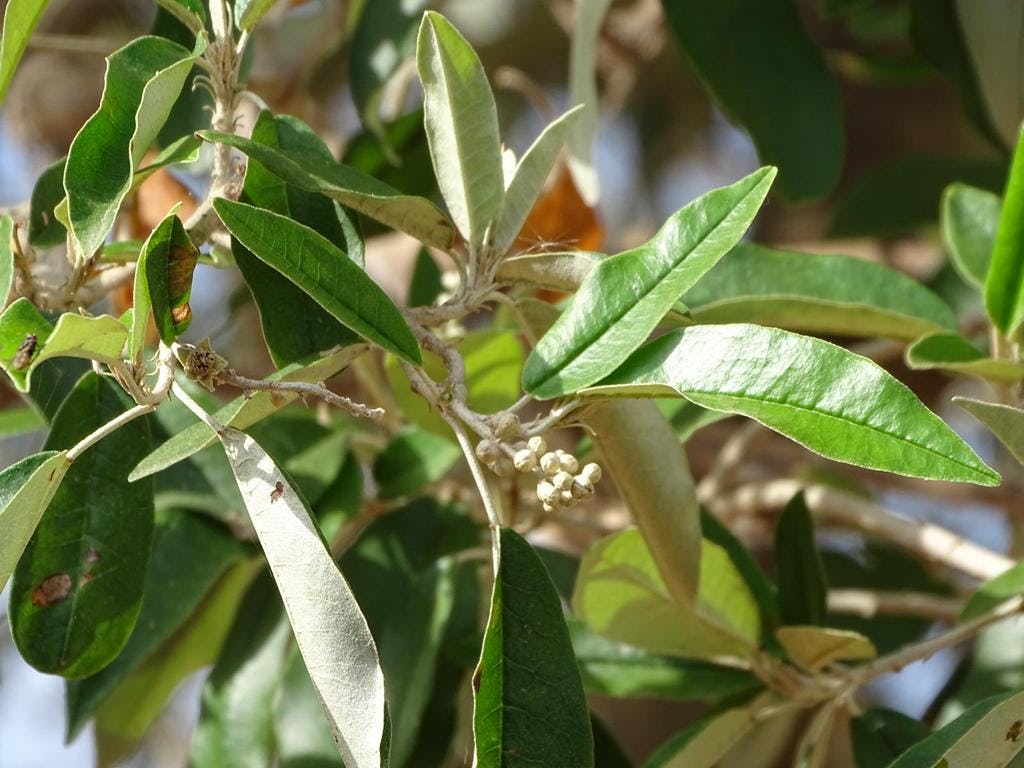 Chébé Powder's Ancient Roots Could Be The Key To Long, Strong Hair