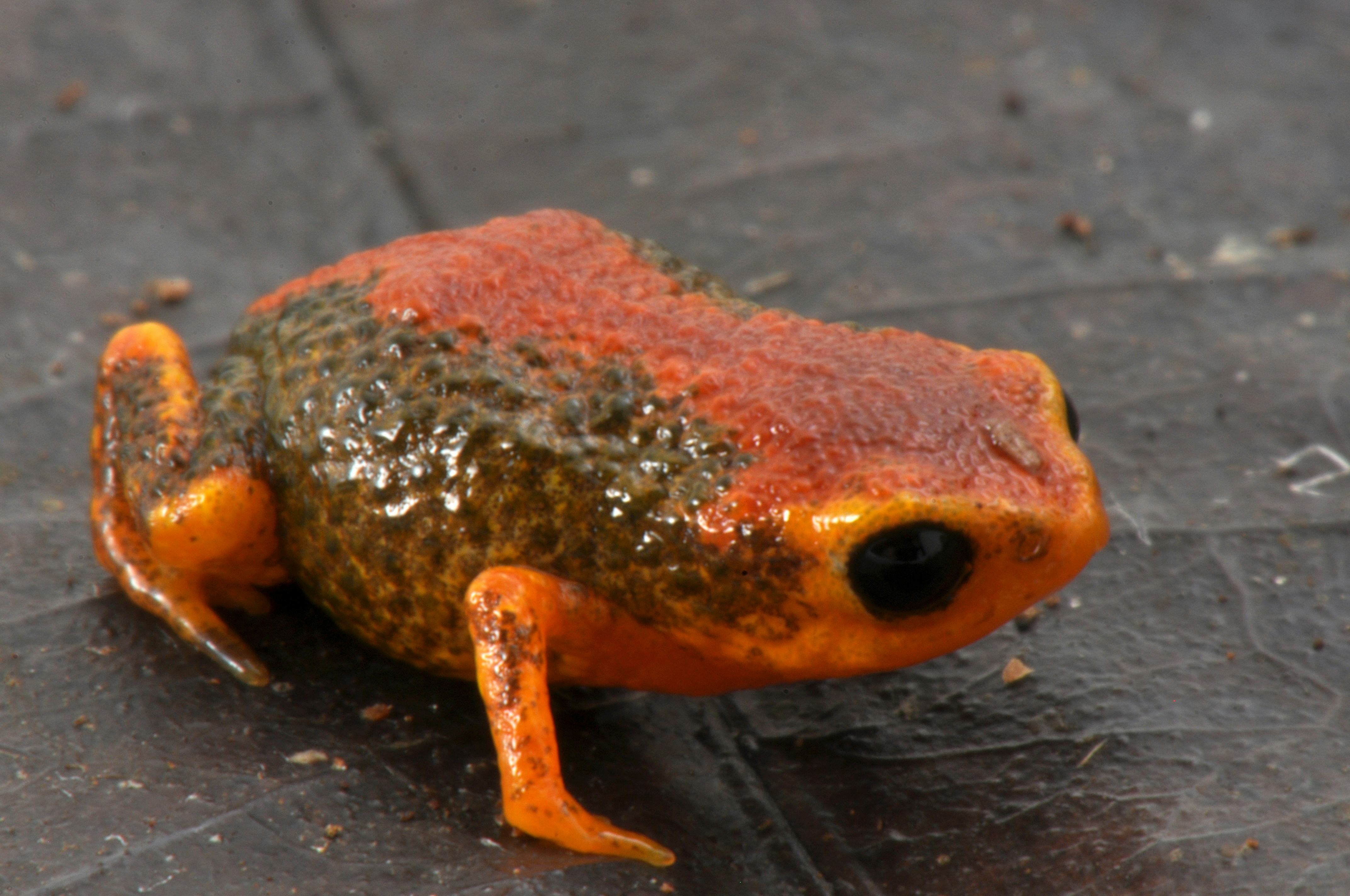 Watch: Miniature frogs faceplant after leaping. Scientists finally ...