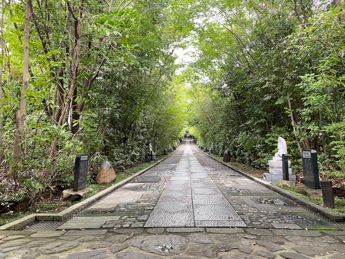 Planting trees isn’t enough. Here’s why we need tiny man-made forests